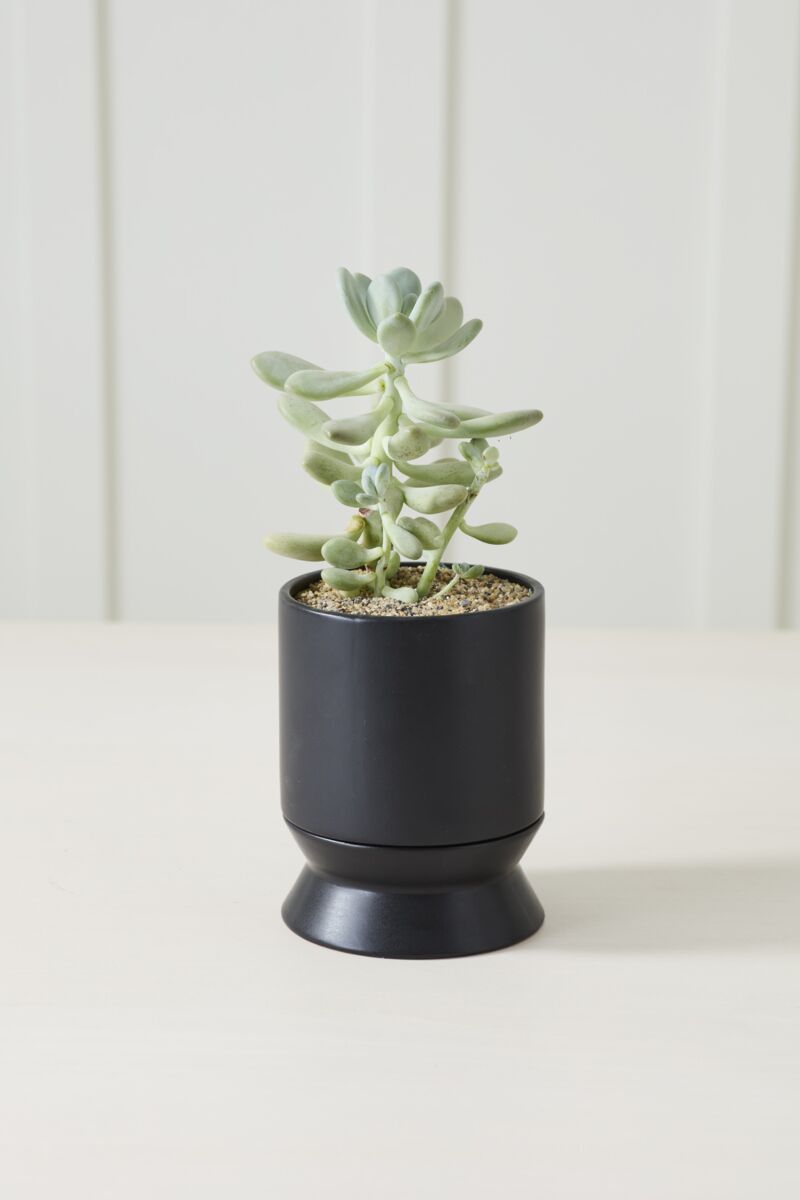 Madison Pot | Black – Botanical Dwellings